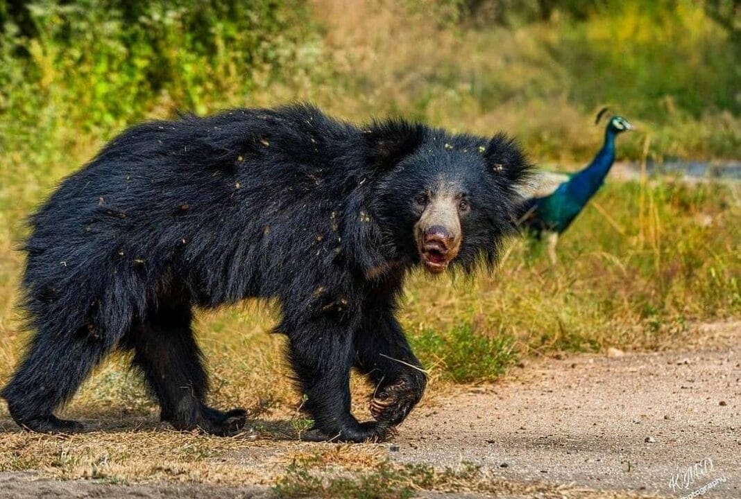 Hampi Tourist Places- Travel Guide, 3 Day Itinerary & Budget